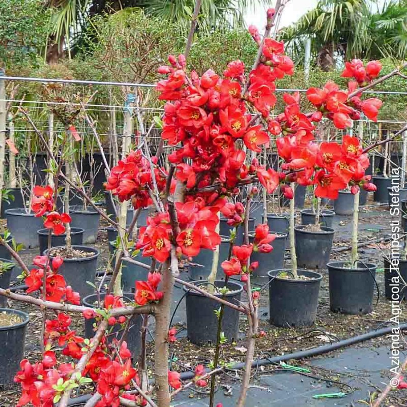 🌲 Chaenomeles Speciosa Rubra - Vendita Piante Online - LeTuePiante