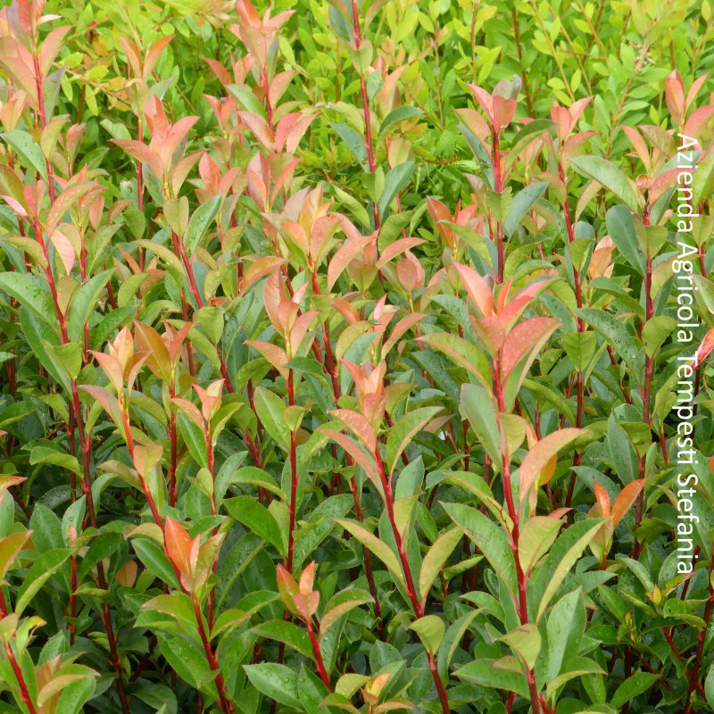 🌲 Photinia Compacta Carrè Rouge - Vendita Piante Online - LeTuePiante