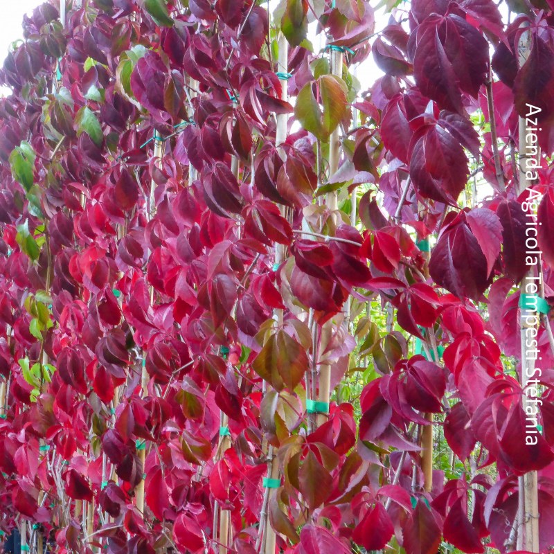 🌲 Vite Canadese - Vendita Piante Online - LeTuePiante