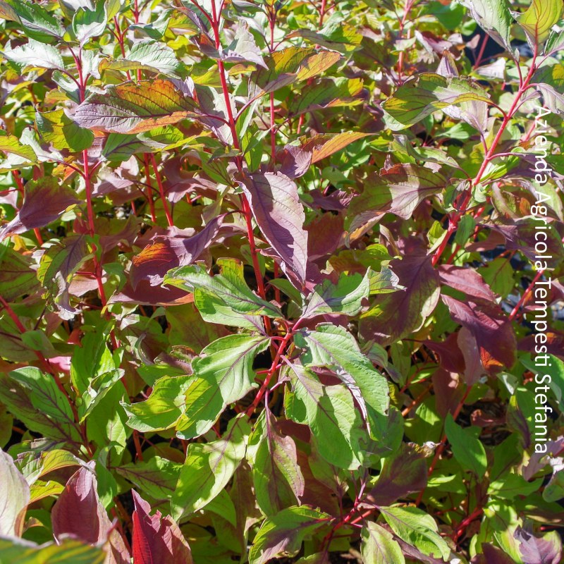🌲 Cornus Alba Baton Rouge - Vendita Piante Online - LeTuePiante