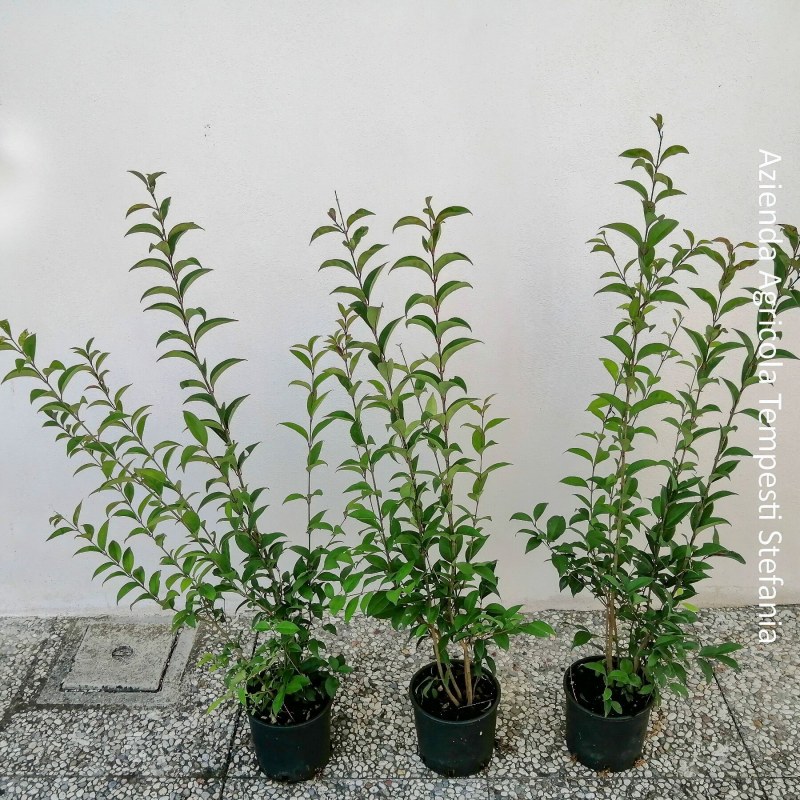 Ligustro japonicum - Vendita Piante Online - LeTuePiante