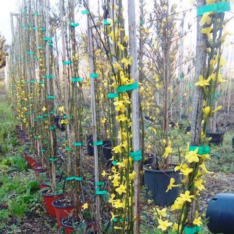 Arbusti con fiori gialli - Scopri i più belli