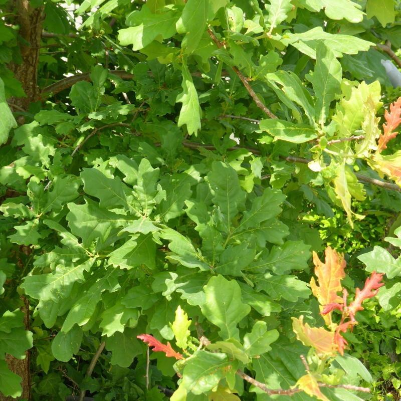 🌲 Quercia Robur - Vendita Piante Online - LeTuePiante